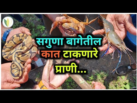 प्राणी कात का टाकतात . Why Do Animals Shed Their Skin? Saguna Baug # ...