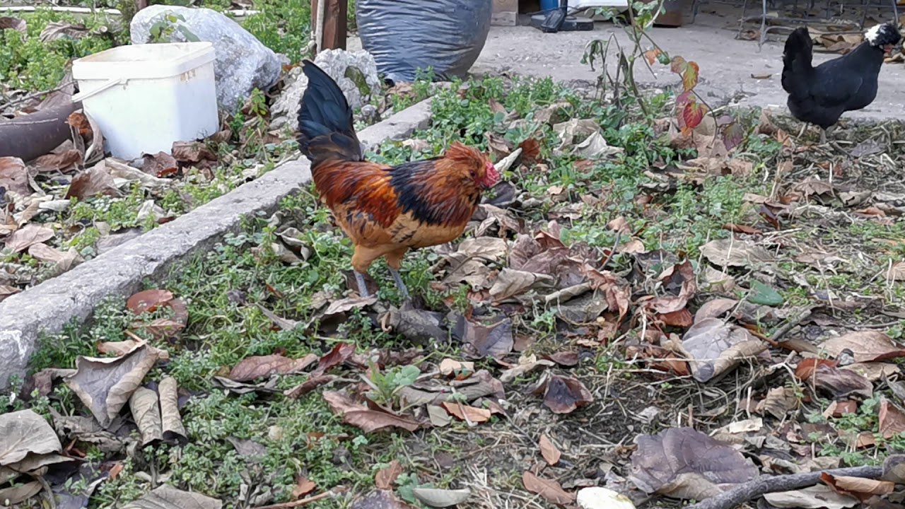 Barbu de Watermael/ Watermal Bantam, male - YouTube