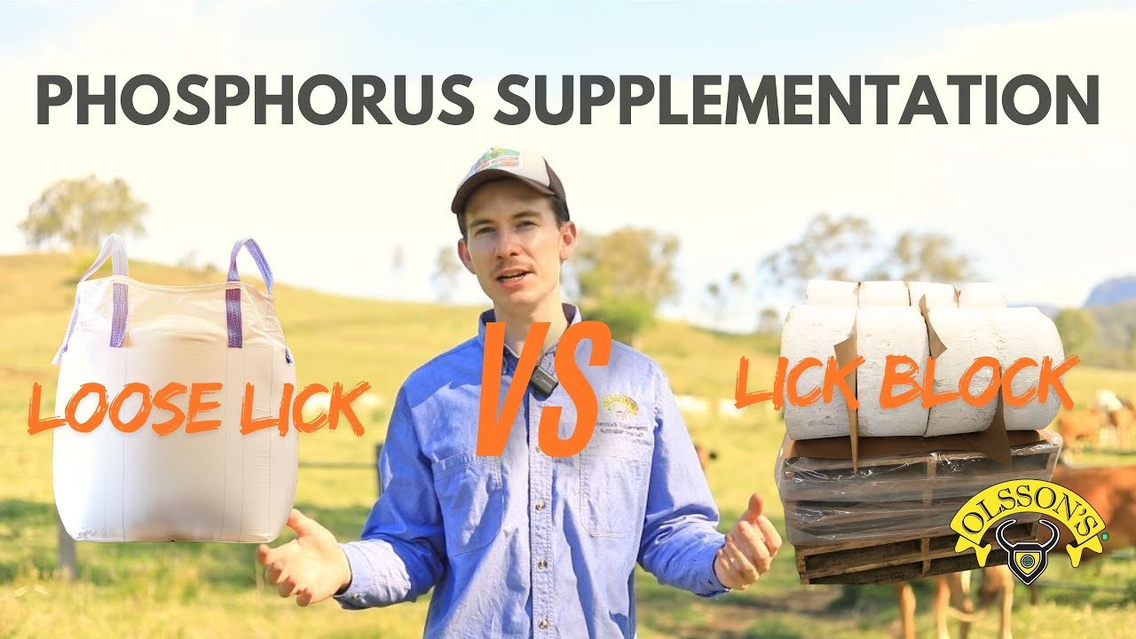 How to Identify & deal with Phosphorus deficiencies in Cattle - YouTube