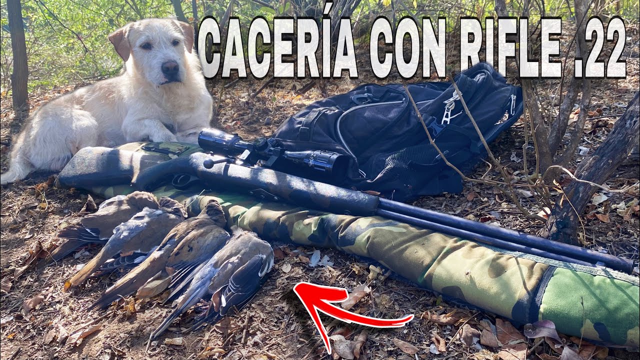 Cacería de PALOMAS con RIFLE .22 esperándolas desde el ESPIADERO - YouTube