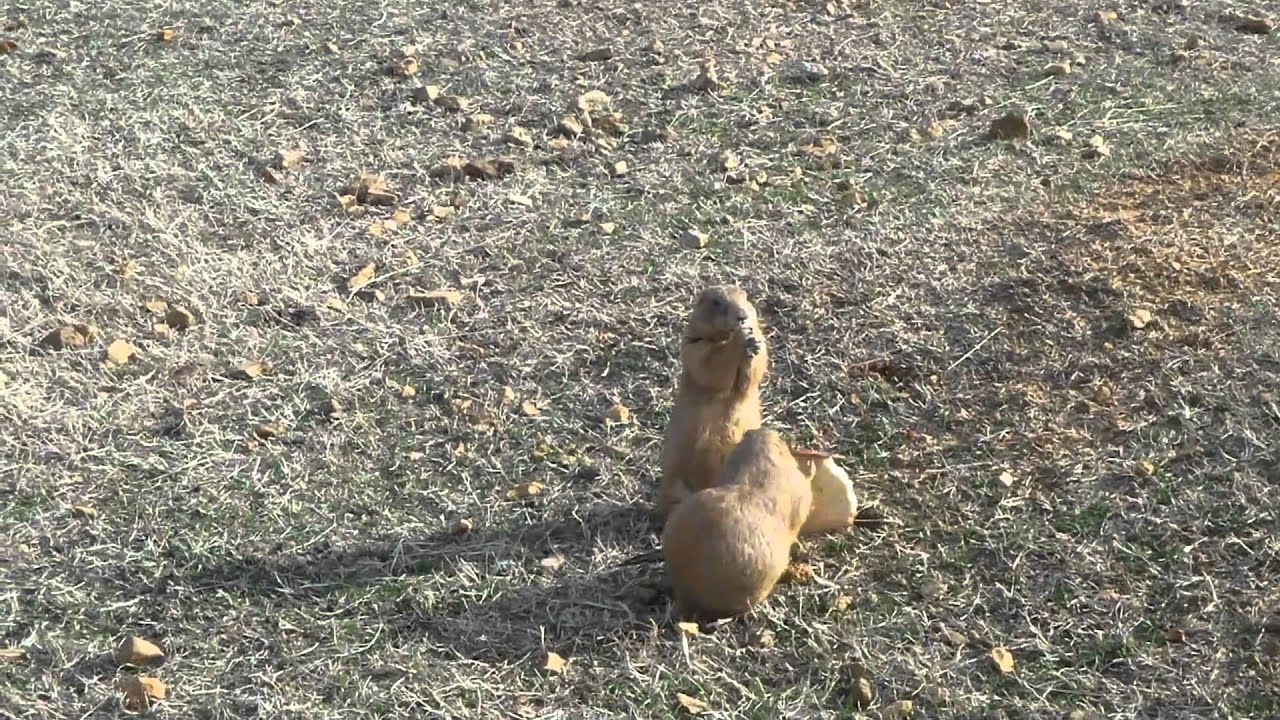 How the heck do you spell Prairie Dog? - YouTube