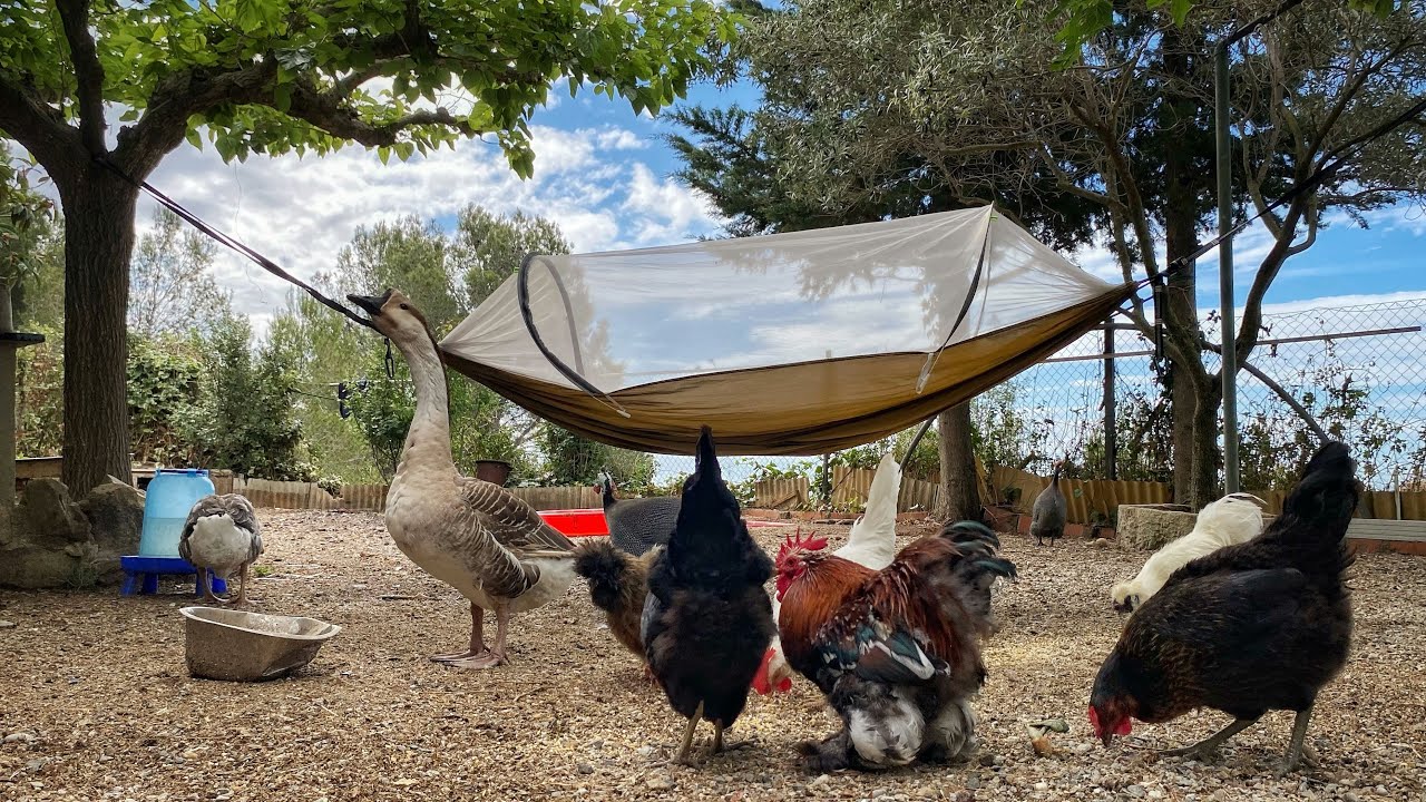 Sábado en la Finca con mis Animales - YouTube