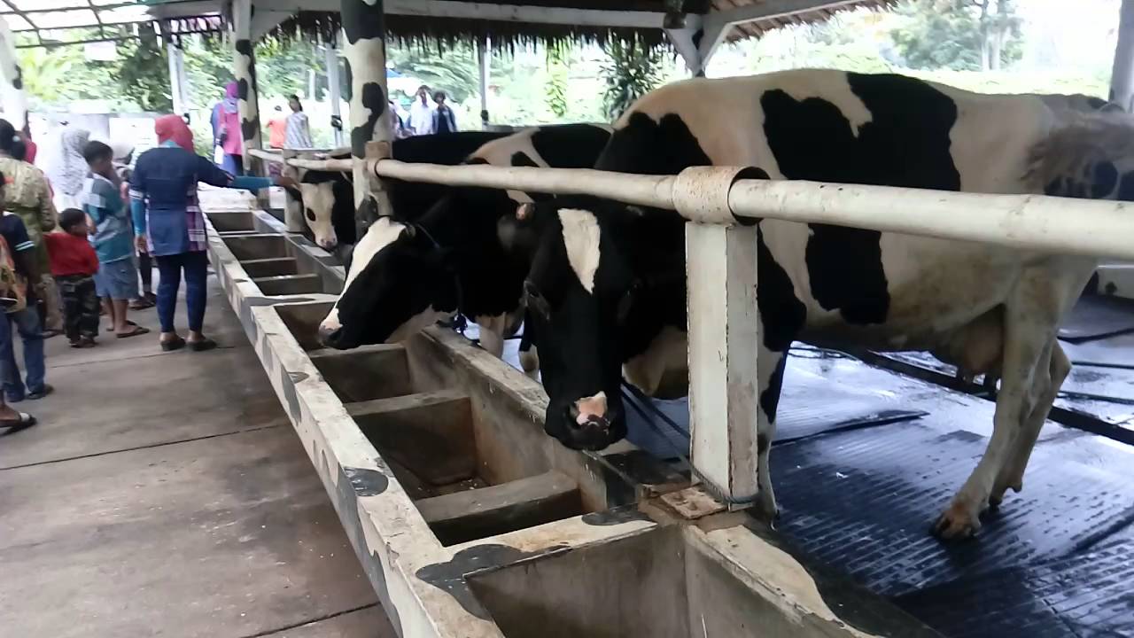Sapi Super di Cimory - YouTube