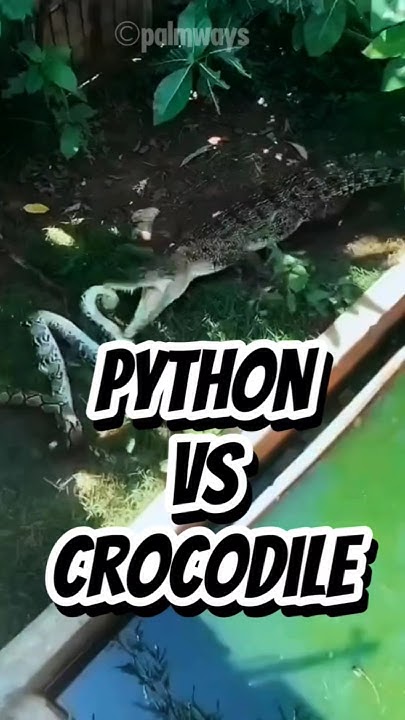 Predator Showdown: Python vs Crocodile - YouTube