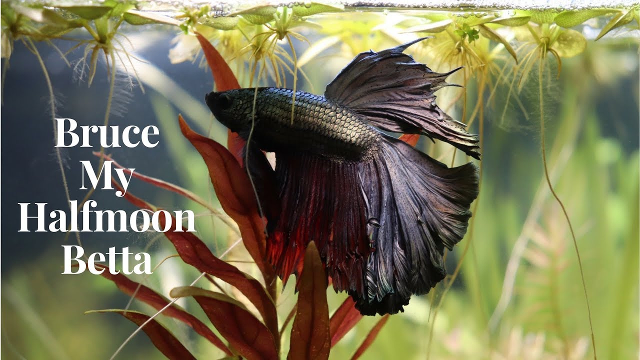 My Copper Halfmoon Betta "Bruce" - YouTube