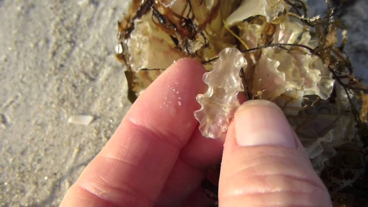 Tulip Egg Case Sanibel Lighthouse - YouTube