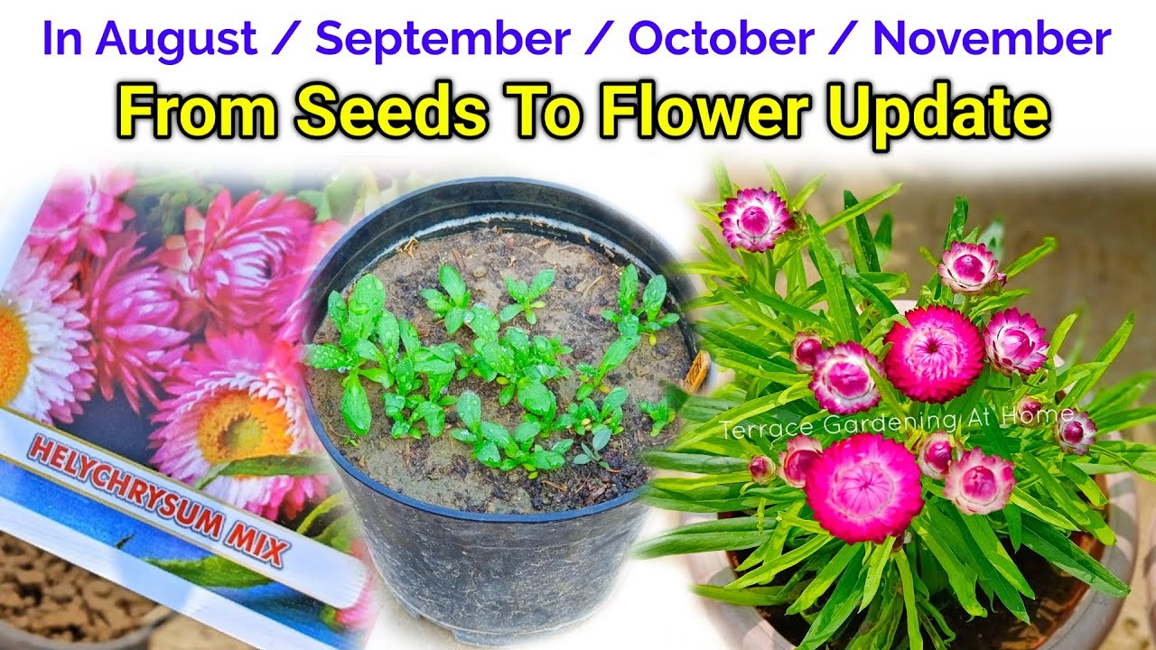 Helichrysum From Seeds To Flower How To Grow Helichrysum Plant - YouTube