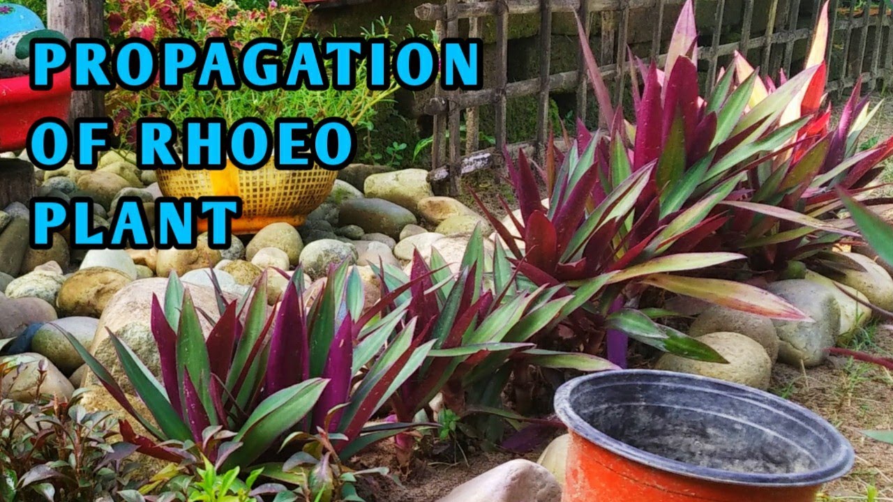 Propagation of RHOEO PLANT🌿 Today's work in garden💞know all caring tips ...