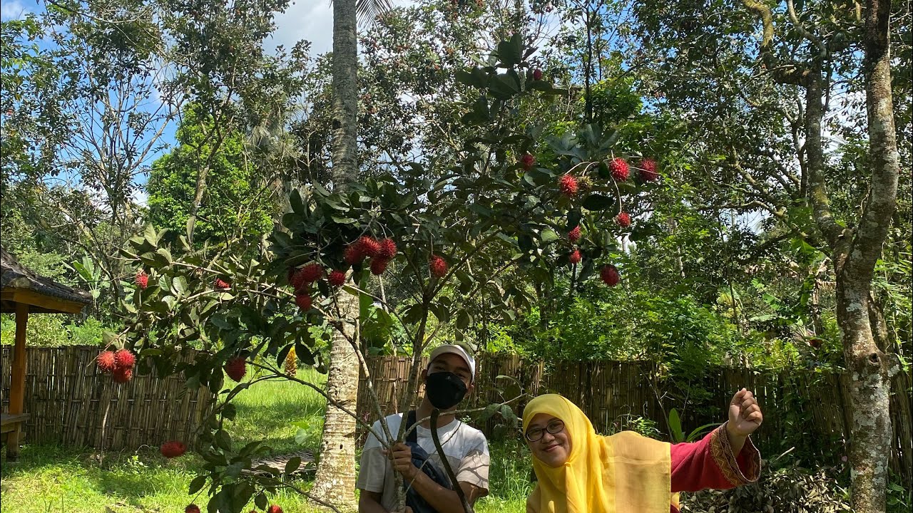 Panen Rambutan, rambutannya besar dan manis ,,, seruuu - YouTube