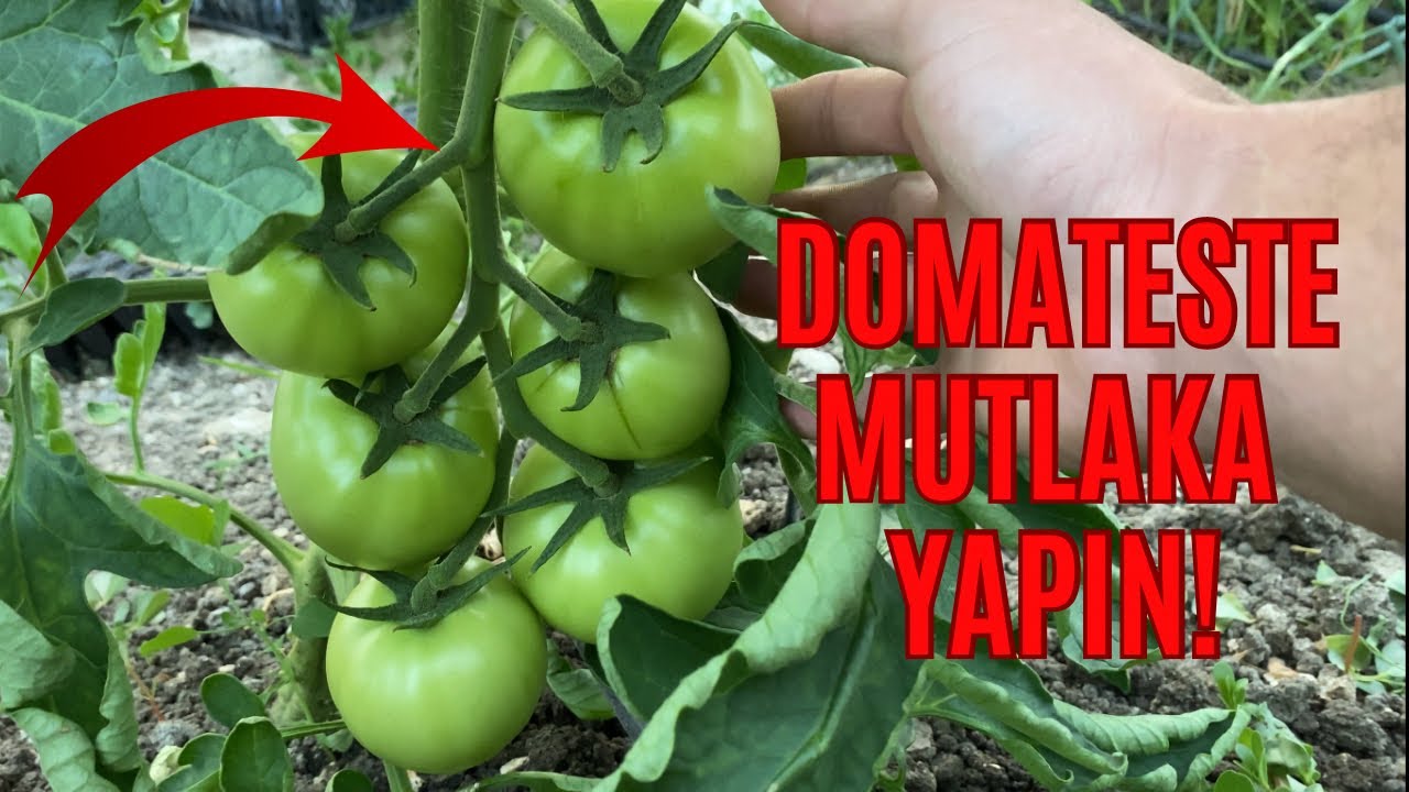 DOMATESTE YÜKSEK VERİM VE KALİTE İÇİN MUTLAKA YAPIN! (Salkım Budaması ...