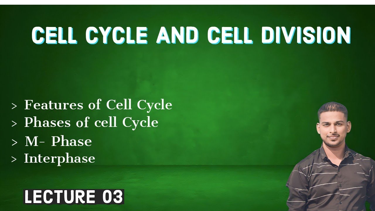 Cell Cycle and Cell Division Class 11 ।। Phases Of Cell Cycle ।। NCERT ...