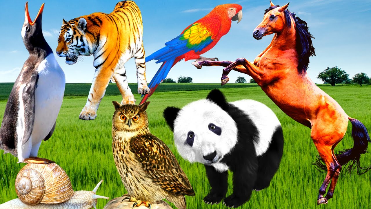 Wild animal sounds around us : Cat, Flamingo, Tiger, Zebra, Giraffe ...
