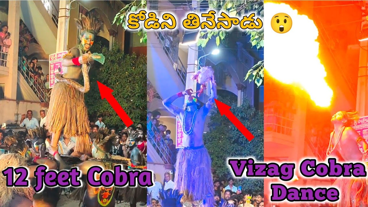 Cobra Dance performance 2024 | 12 feet big cobra | Dangerous Moments ...