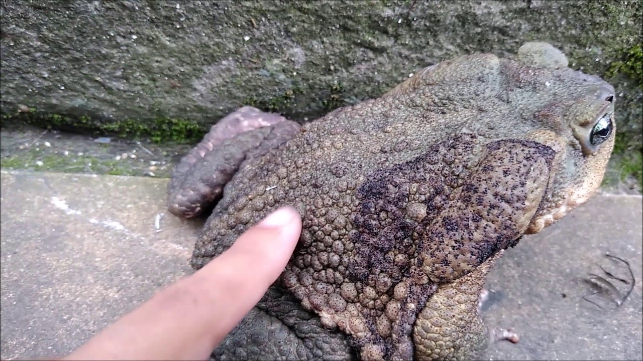 Mostrando o Sapo Cururu (Rhinella icterica) - YouTube