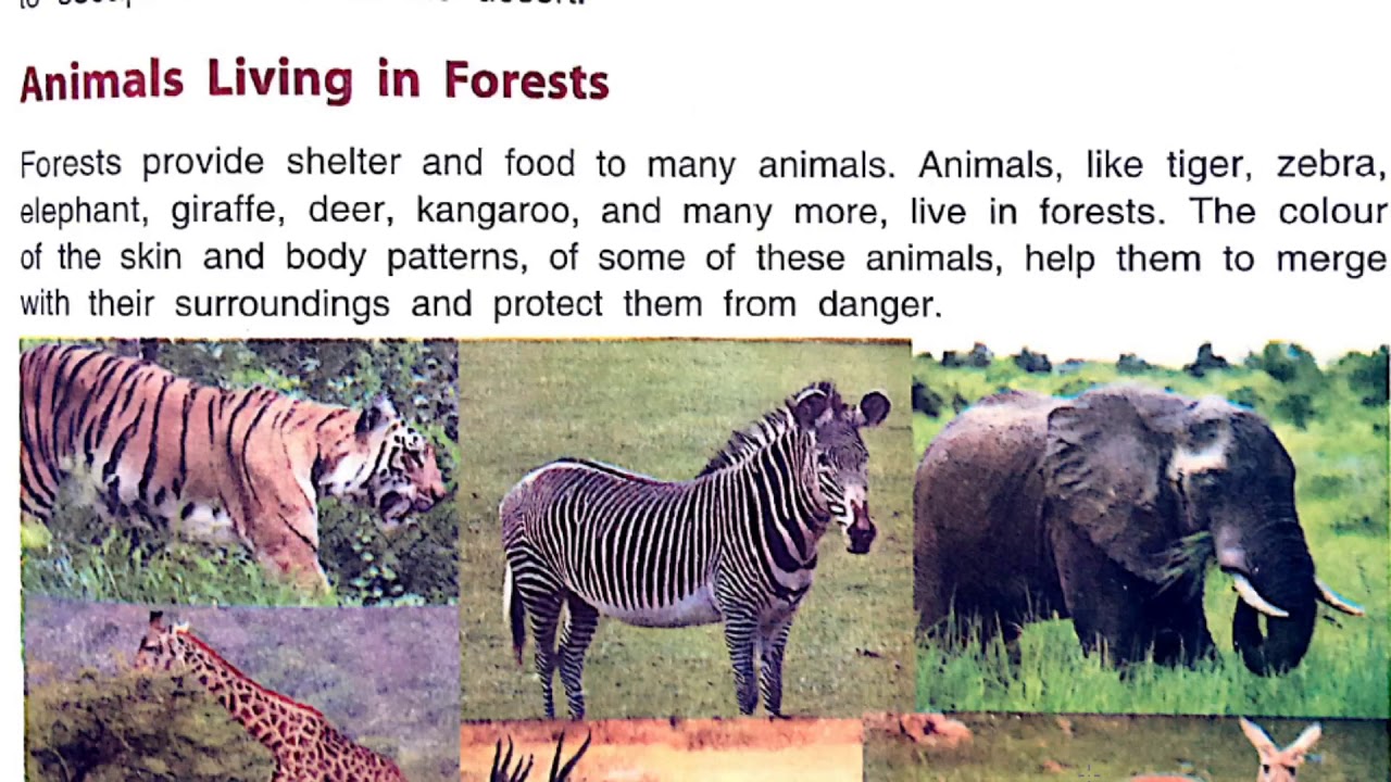 Animals {part 2} - YouTube