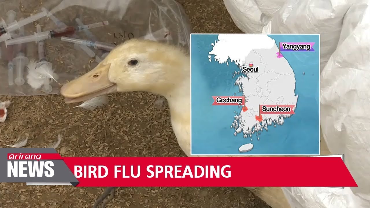 Avian flu found in wild bird droppings in southern Korea - YouTube