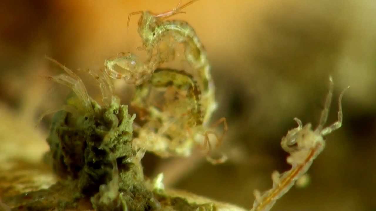 Skeleton Shrimp - YouTube