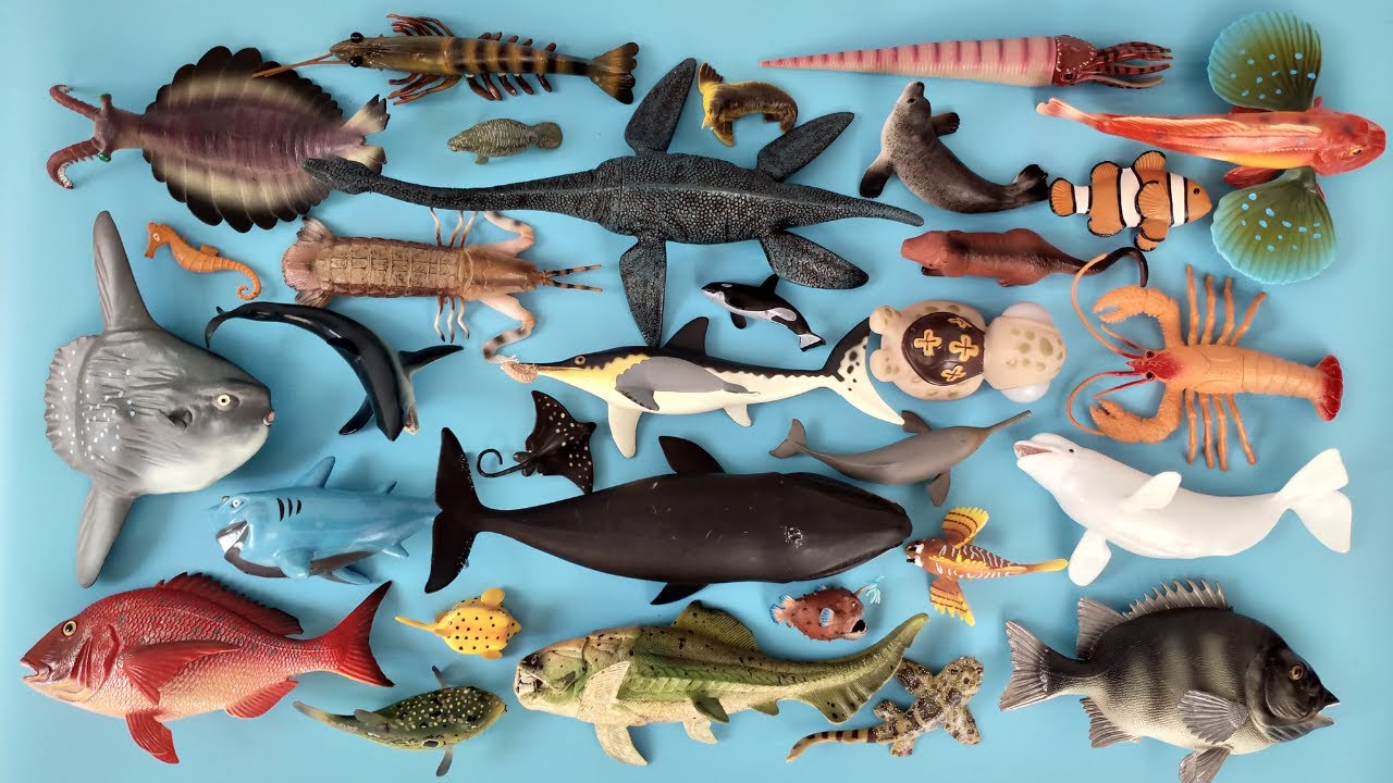 Binatang Laut, Hiu Zebra, Paus Kepala Busur, Ikan Badut, Buntal, Mola ...