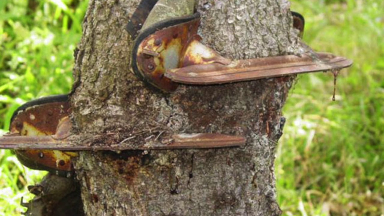 Tenacity of Trees - YouTube