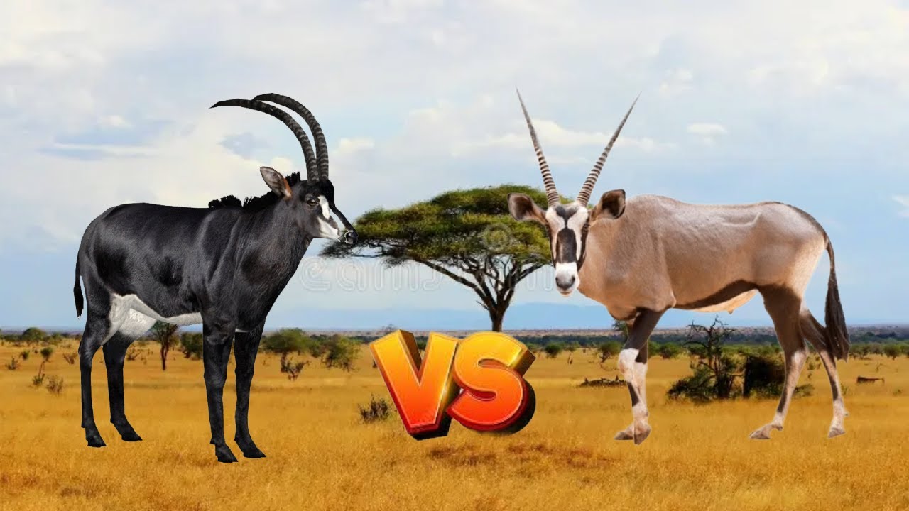 Sable Antelope vs Oryx I Animal deathmatch battles S1-SPORE- - YouTube