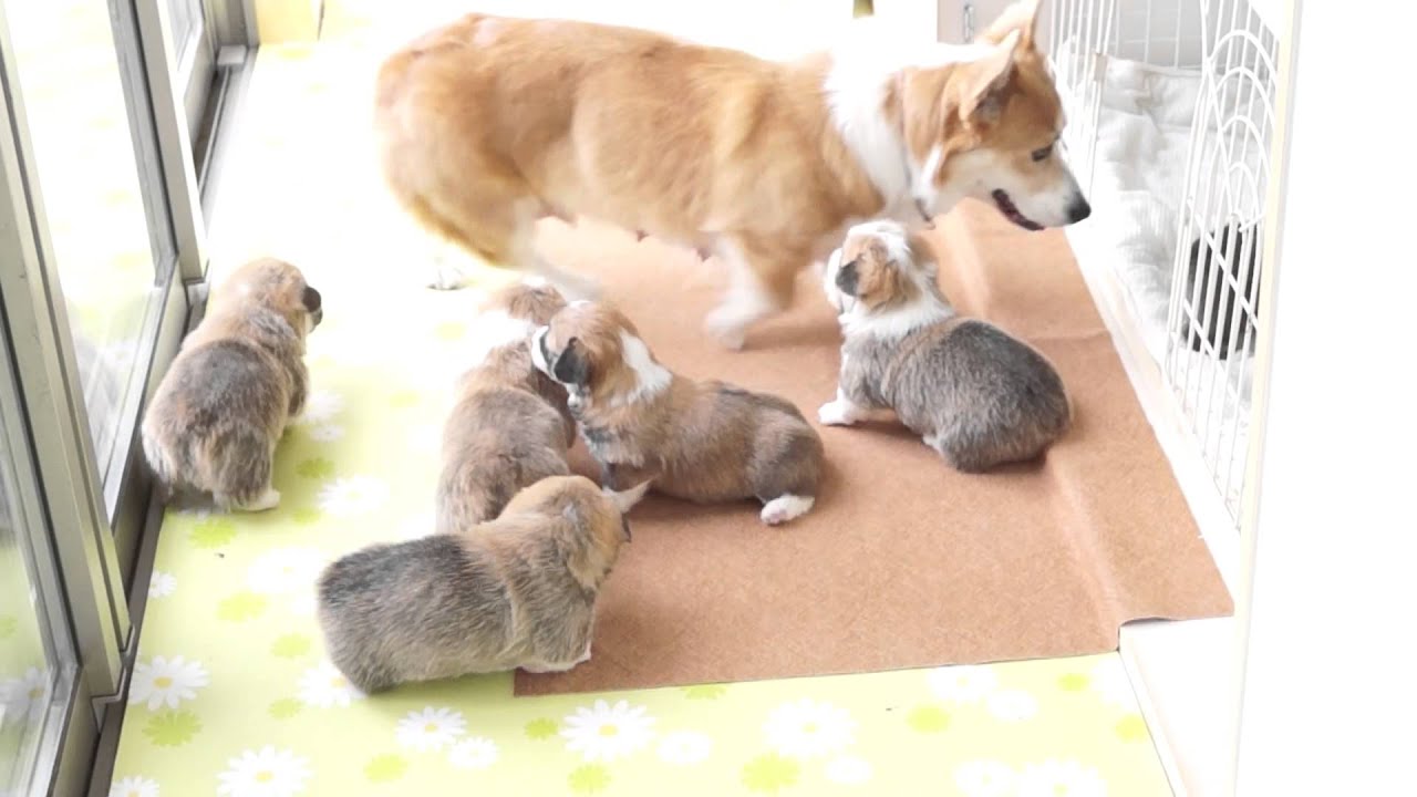 Gabe x Shelly Puppies 3 weeks + 4 days - YouTube