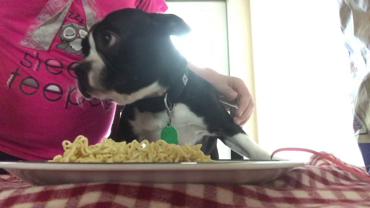 Dogs eating RAMEN - YouTube