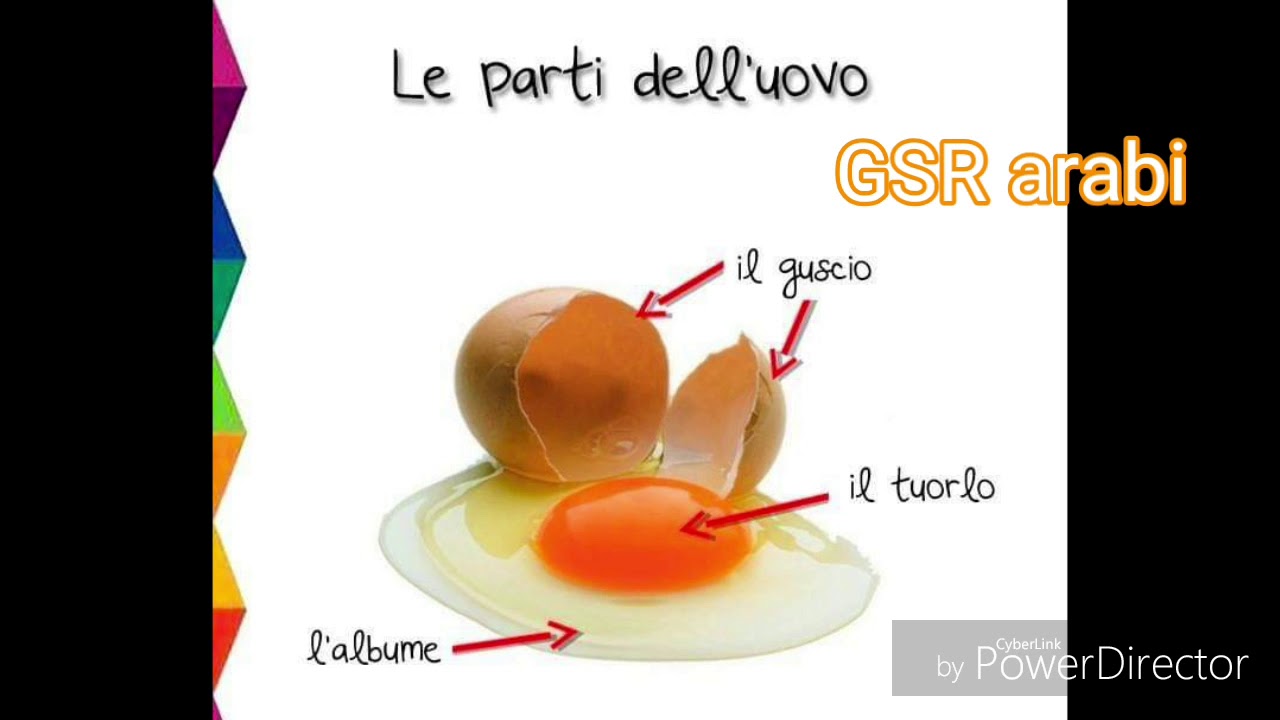 Le parti dell'uovo - YouTube