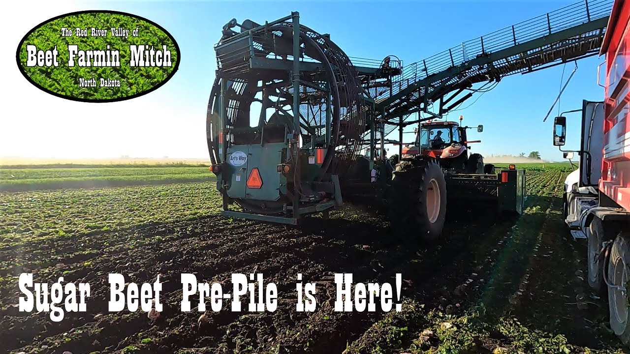 Harvest: Diggin' Beets with a Side of Wheat. - YouTube