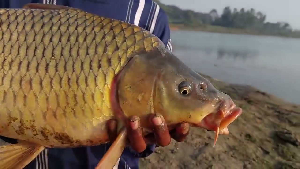 Wow Best Wheel Hook fishing System Popular Hook Fish Catching trap in ...