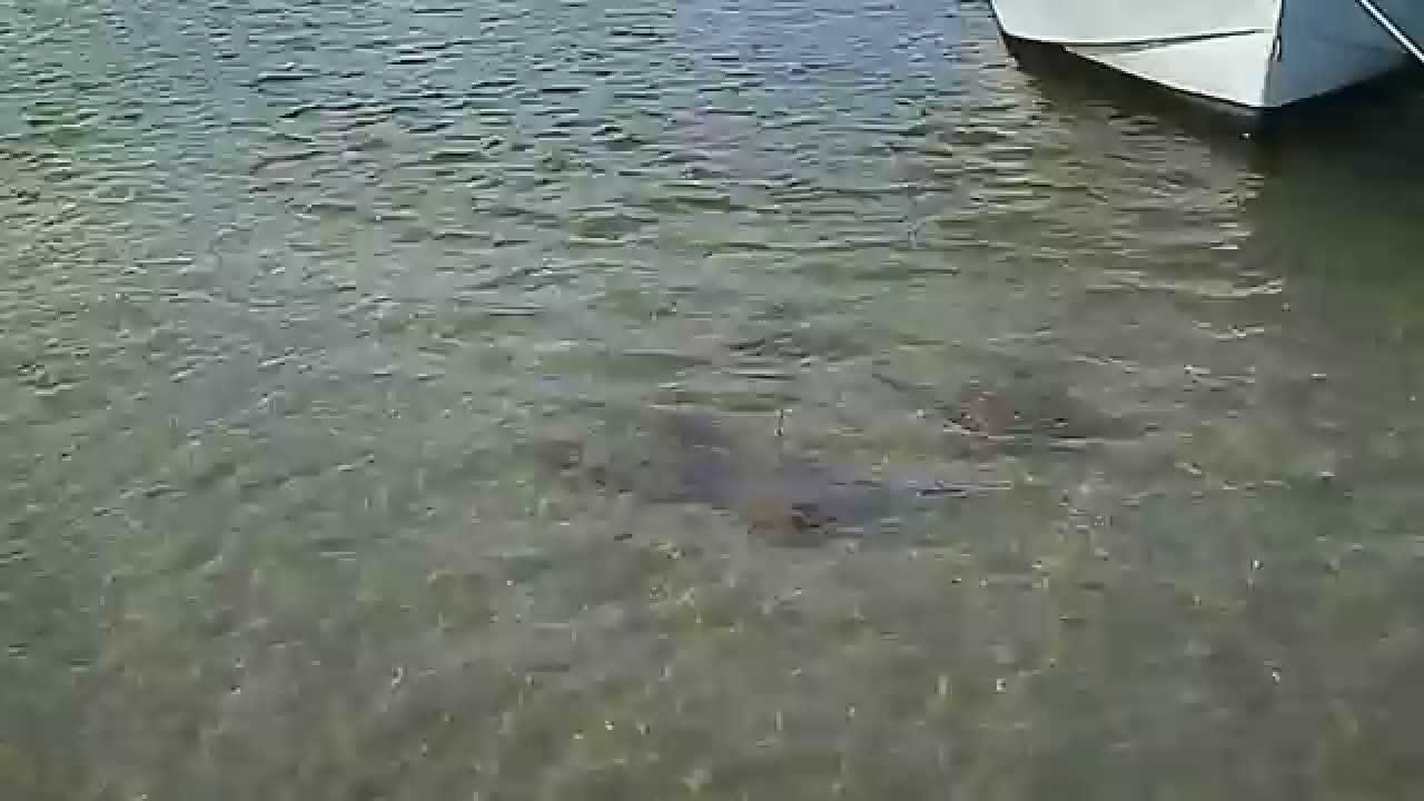 Cownose Ray Migration in the Halifax River - YouTube
