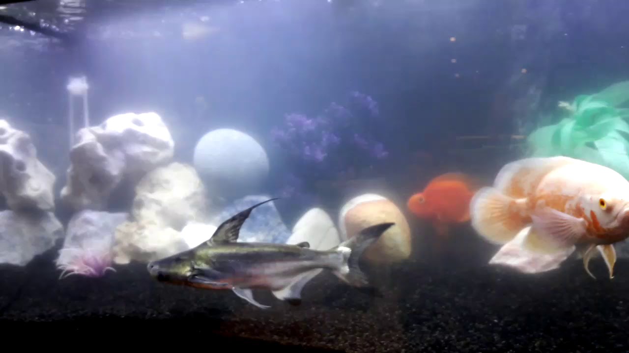 Paroon shark oscarius parrot cichlid - YouTube