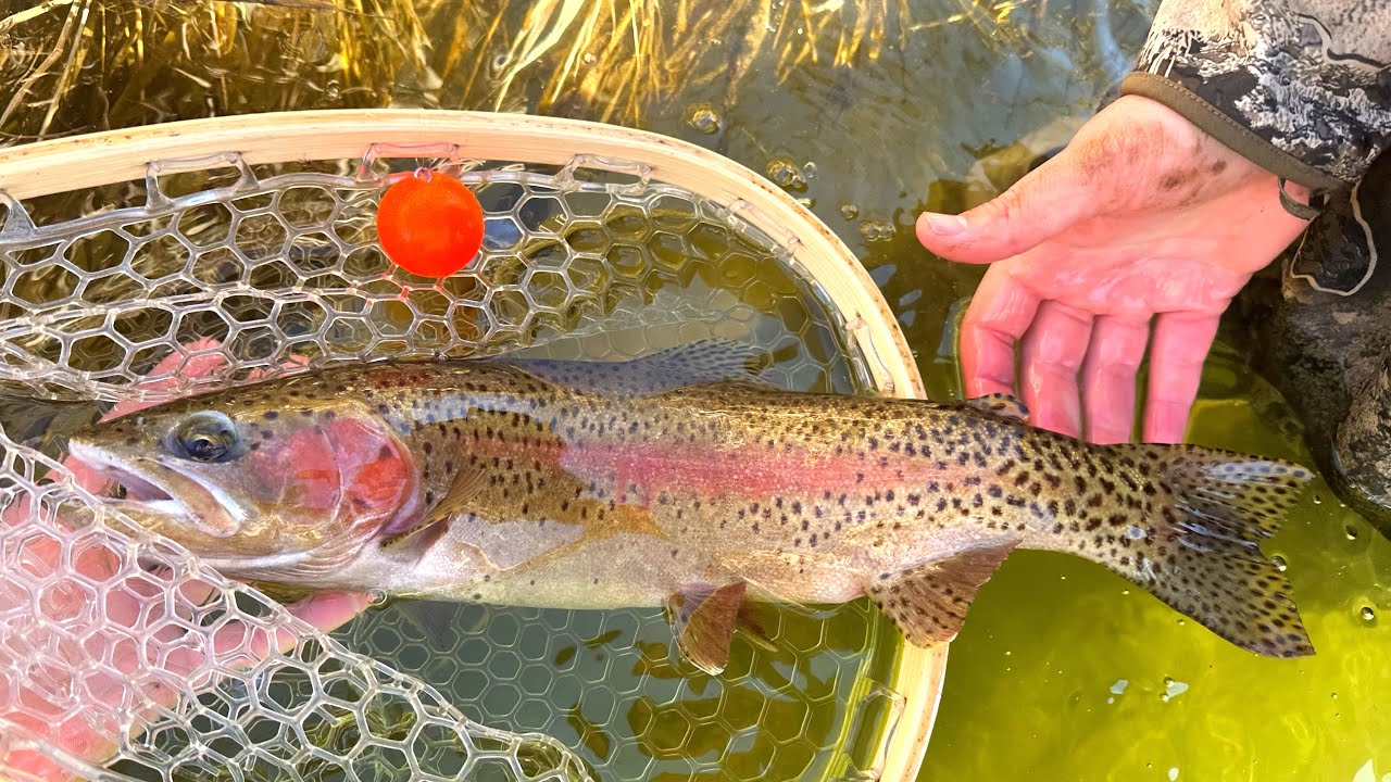 Proof Ball Verified! Digital Fish Measuring Adventure #1 - Emmitt's ...