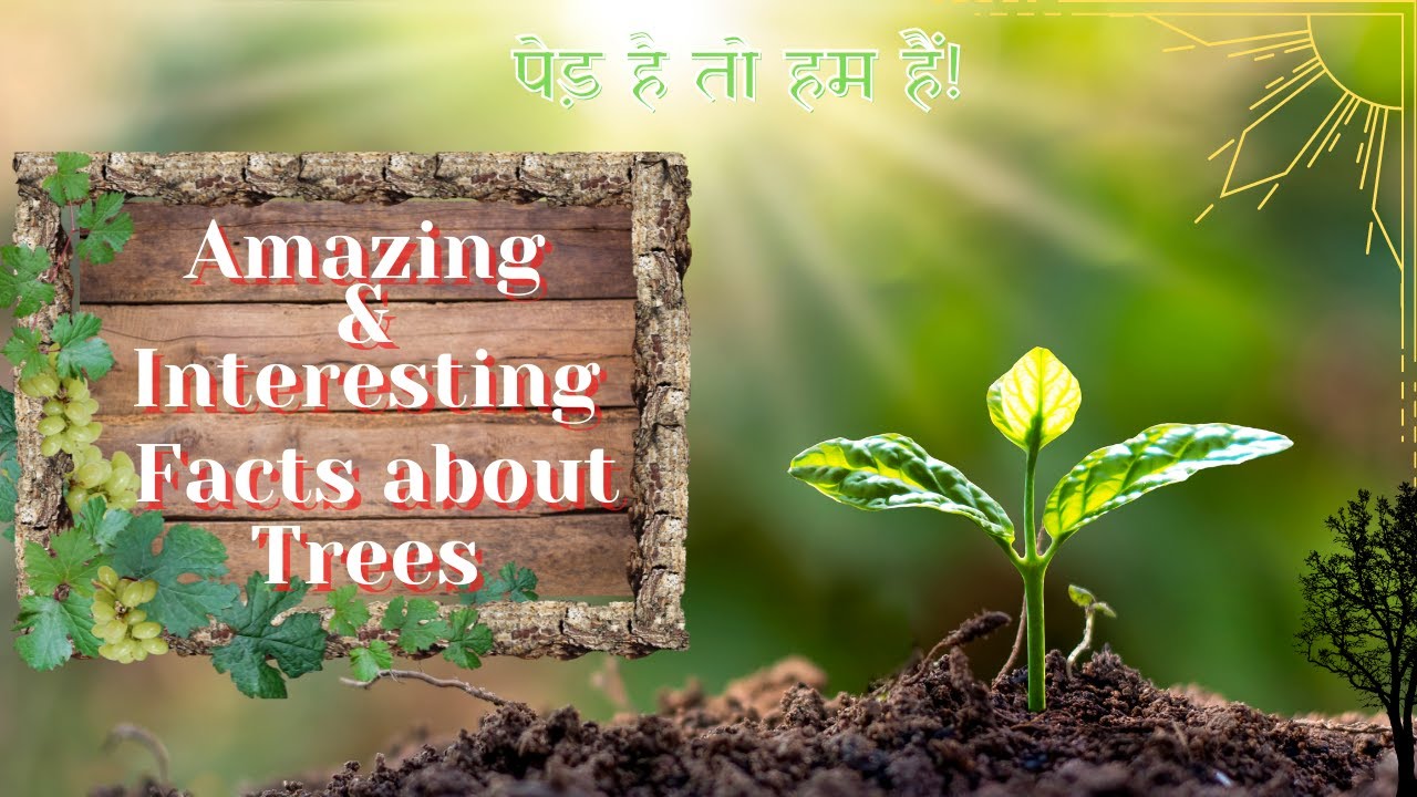 Amazing and Interesting facts about Trees | Fun Facts about Tree | Be a ...