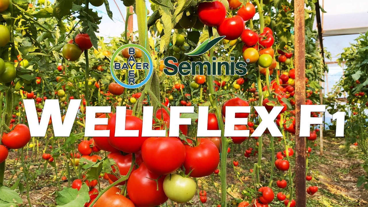 WELLFLEX F1 SEMINIS ANTALYA / TÜRKİYE İSTİXANA ZİYARƏTİ 2023 - YouTube
