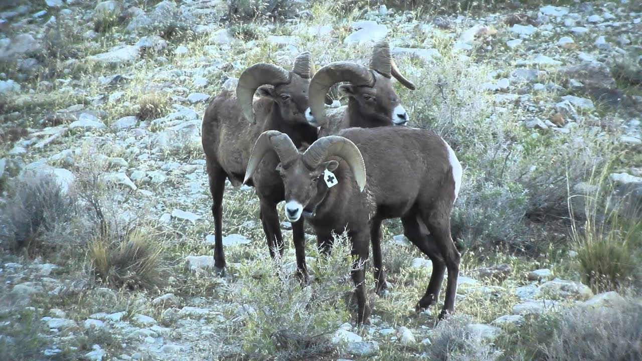 Bighorn Sheep Rams butting 2 - YouTube