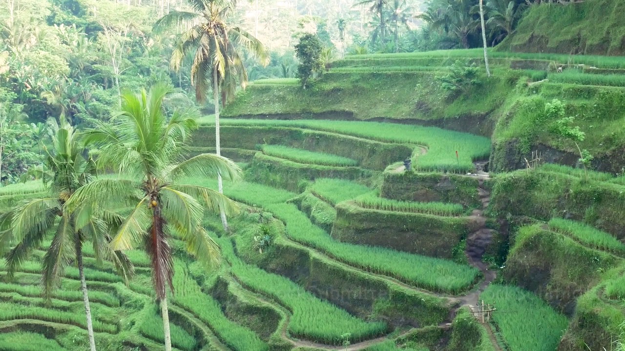 Rice Terrace field. Ubud. Bali. Indonesia - YouTube