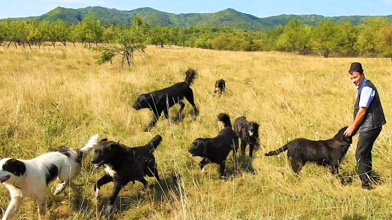 LANGA PADURE CU TURMA DE OI SI CAPRE,INSOTITE DE CAINI CIOBANESTI.MARIN ...
