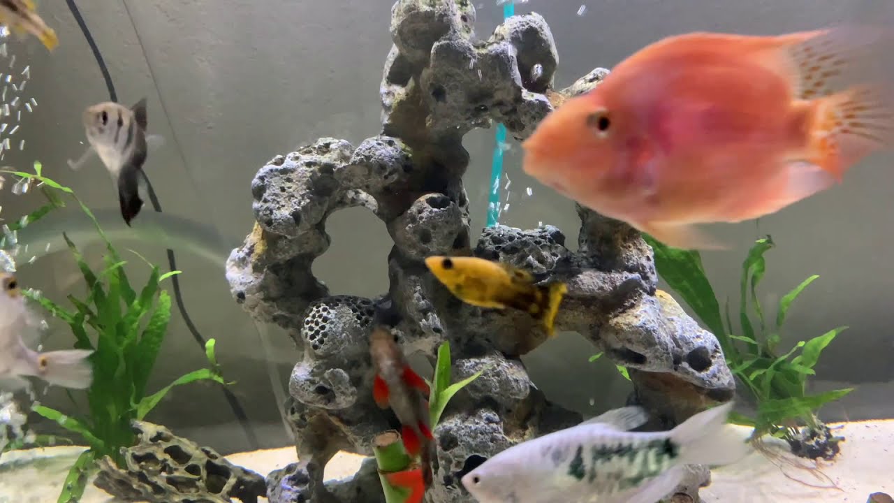 Learn About my Red-Fin Sharks! - YouTube