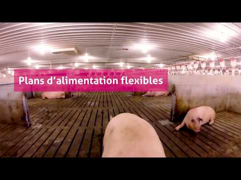 4 French Electronic Sow Feeding 2017 sysem DAC