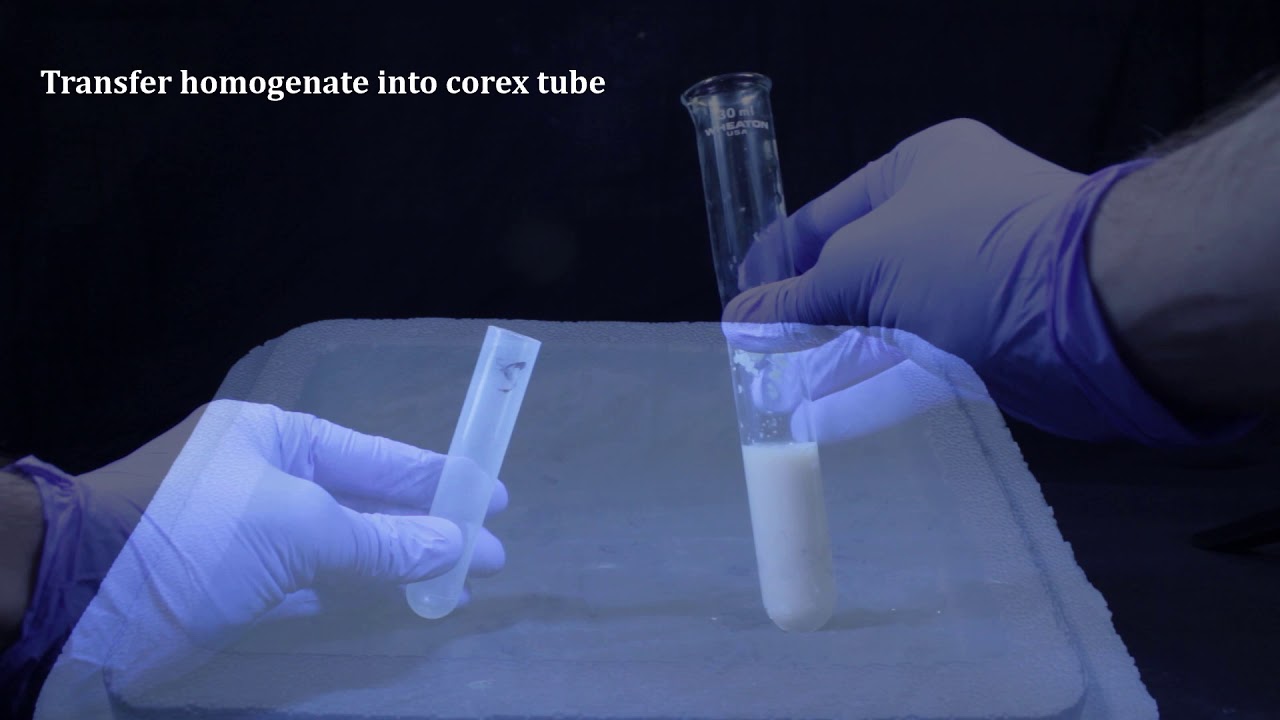 Bch2333 Lab4 Experiment 1ai Differential Centrifugation Youtube