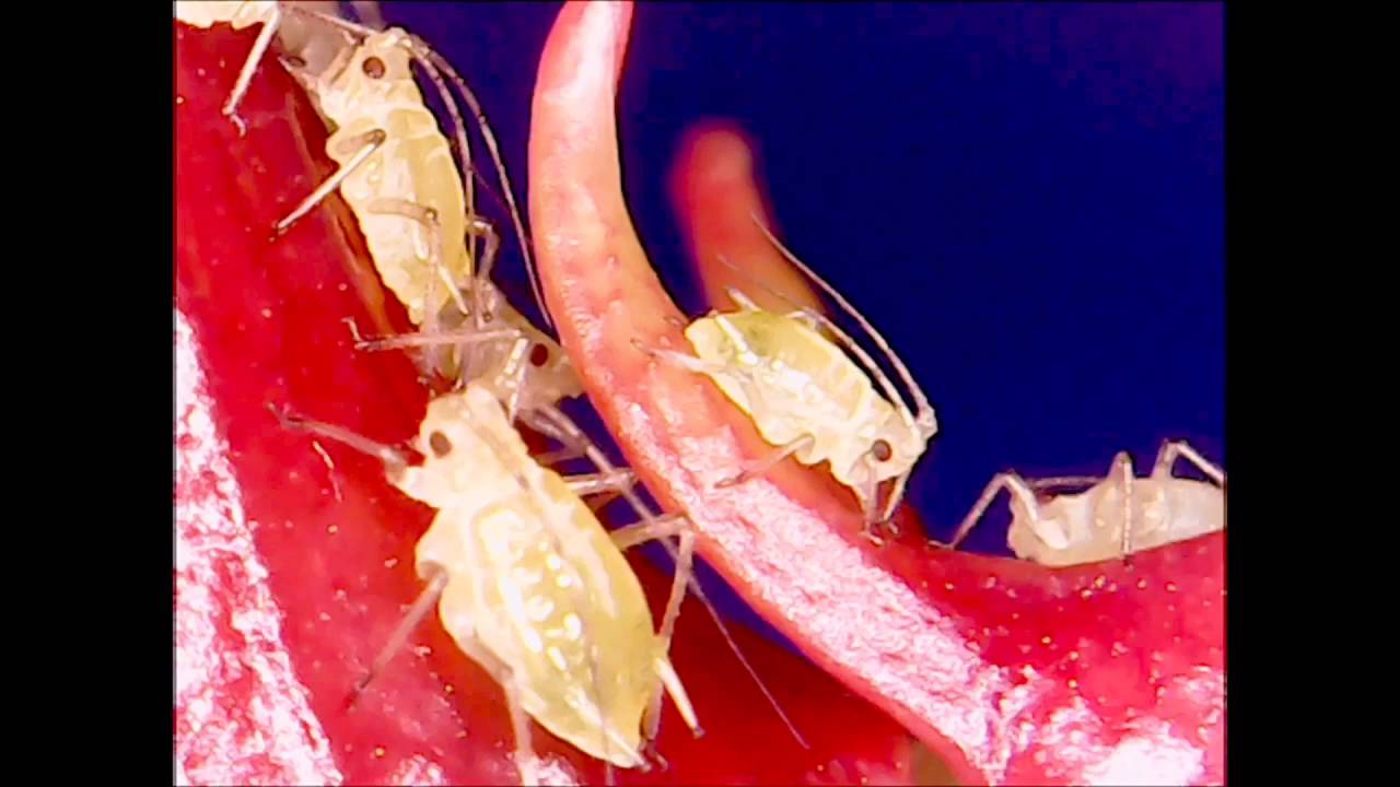 A LOOK AT APHIDS LIKE YOU HAVE NEVER SEEN BEFORE: UNDER THE MICROSCOPE ...