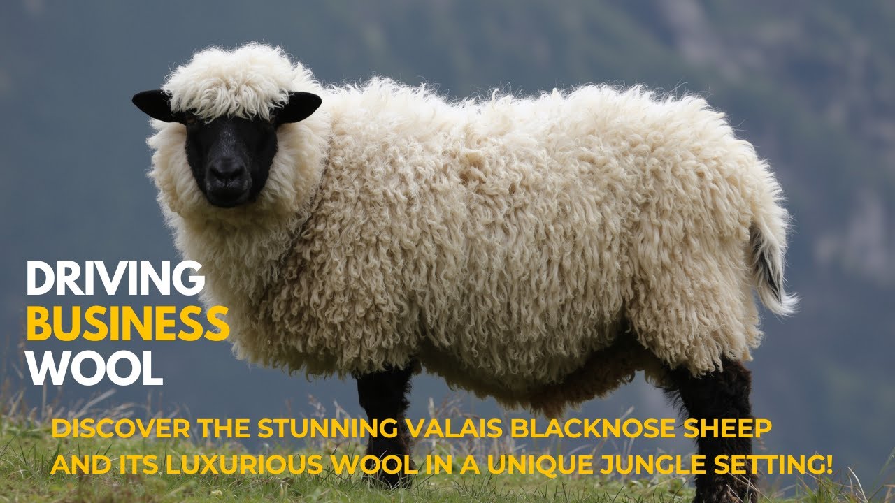 Discover the stunning Valais Blacknose sheep and its luxurious wool in ...