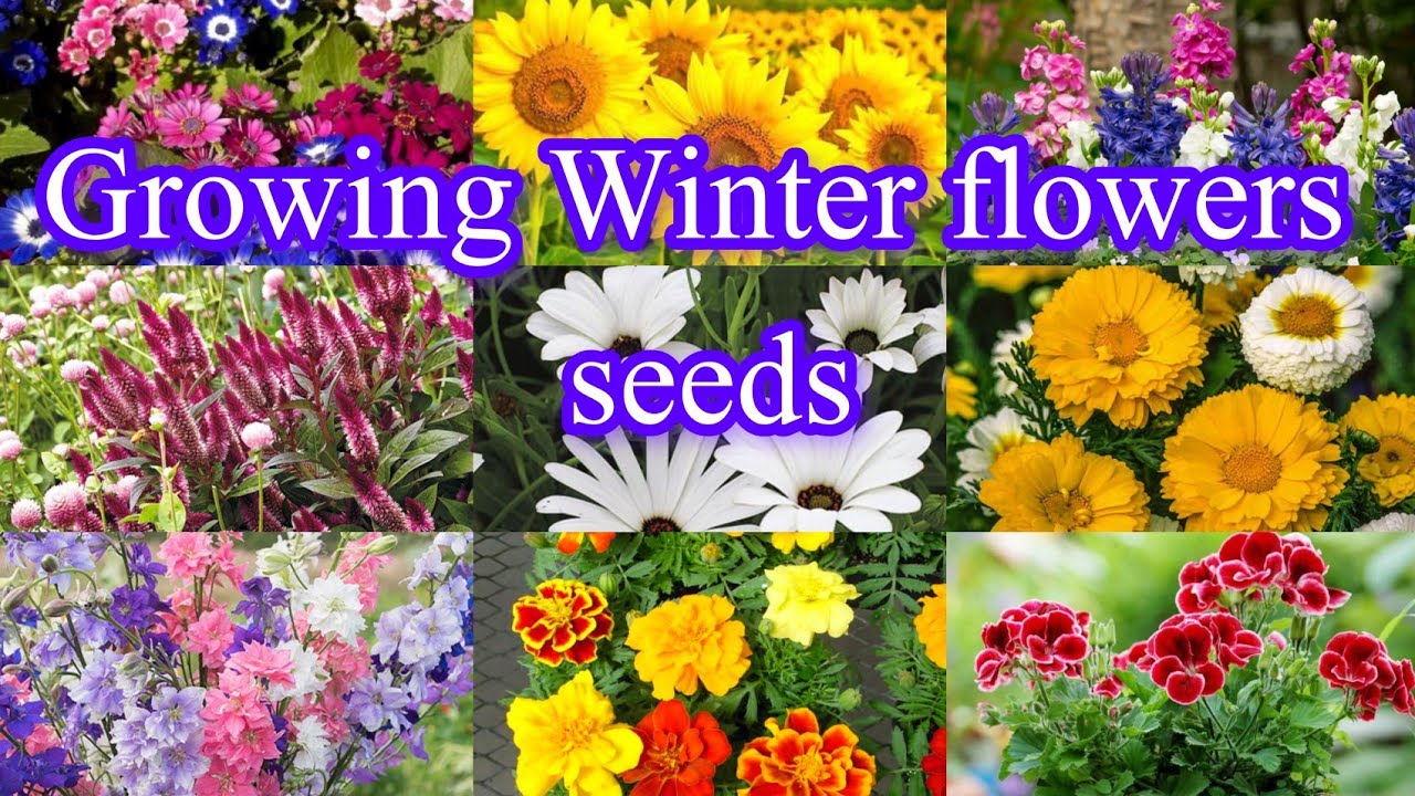 Growing winter flowering plants seeds .How to grow winter flowers seeds ...