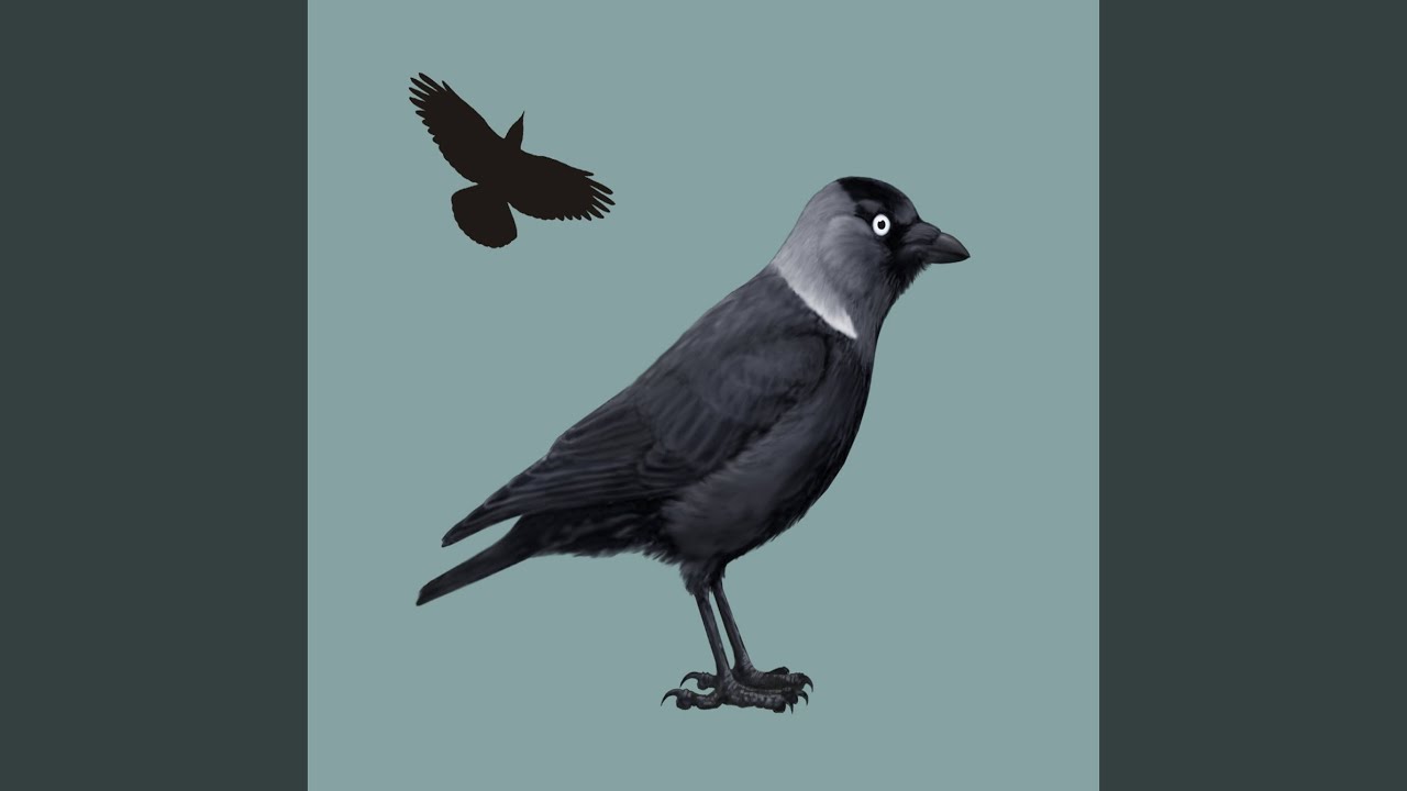 Bird call: Jackdaw (Kawka) - YouTube
