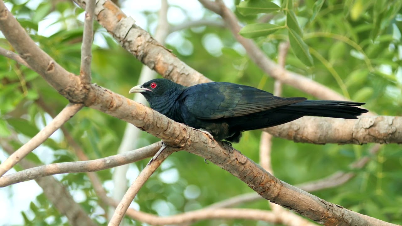 Birds Free Stock Footage - Beautiful Flying Birds Stock Footage (No ...