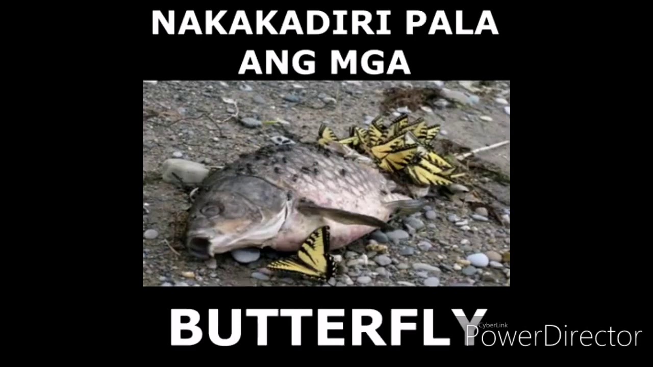 🦋Butterfly (Paruparo) 🦋 - YouTube