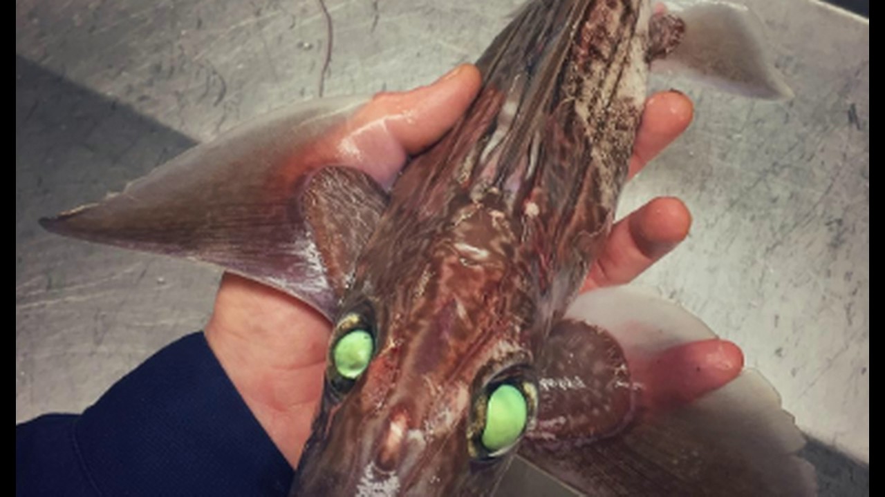 Deformed Fish Being Found In Heavily Fished Area, Contaminated by ...
