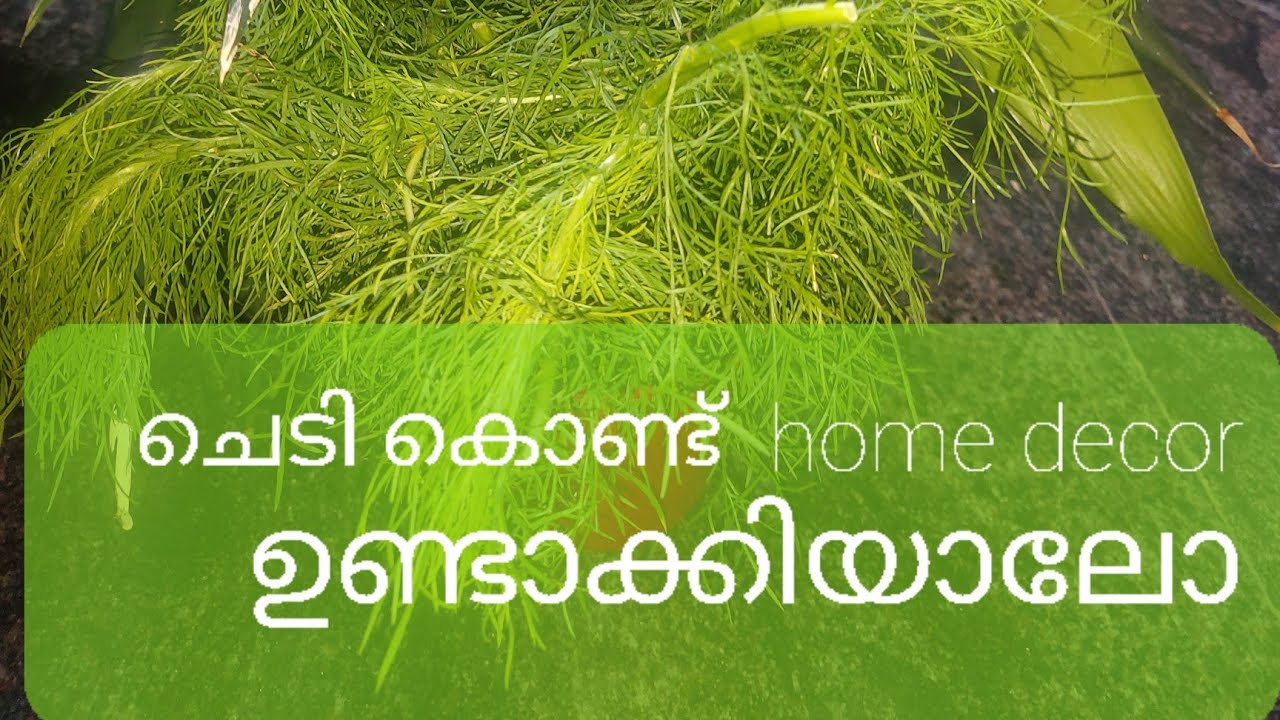 plant decor |part-2| ammu|meera😃😄 - YouTube