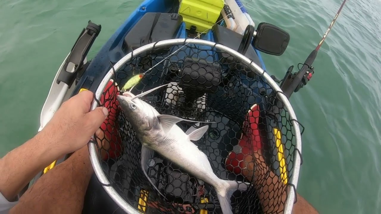 catch and cook first time sail catfish it's absolutely delicious😋 if ...