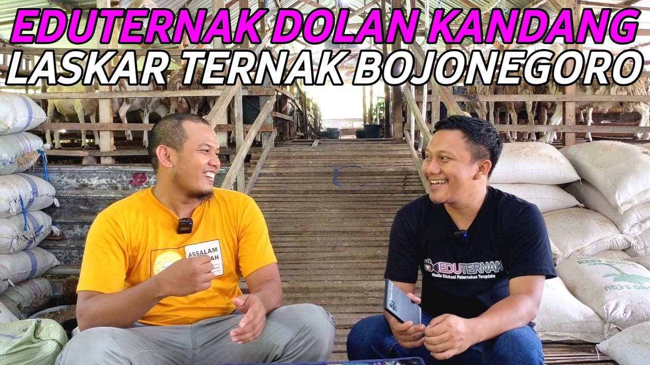 SUKSES TERNAK DARI 10 EKOR JADI 400 EKOR PAKAN KERING | EDUTERNAK DOLAN ...